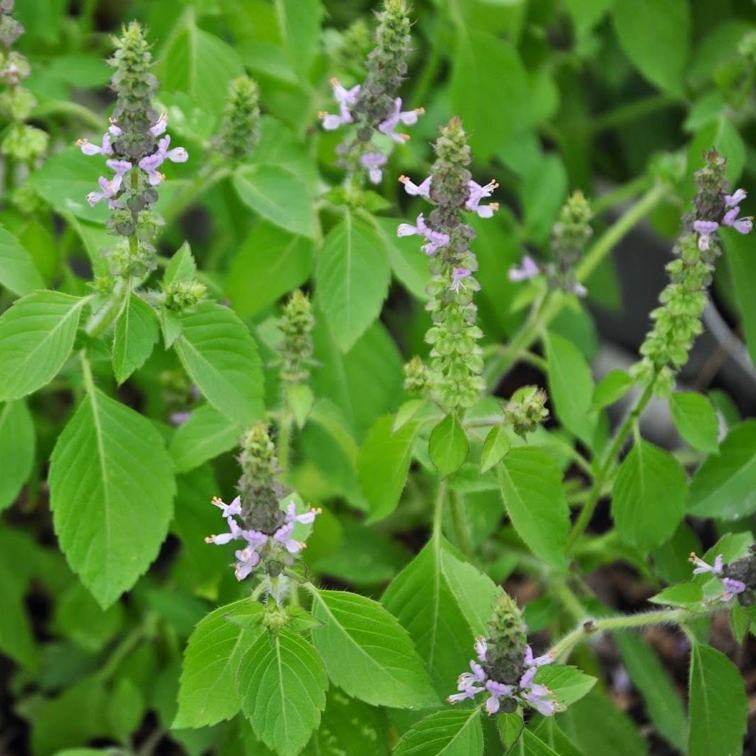 Mood Sticks™ – Nivora