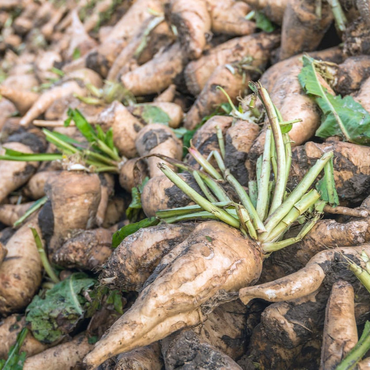 NIVORA™ Mood Magic Saffron Sticks – Nivora