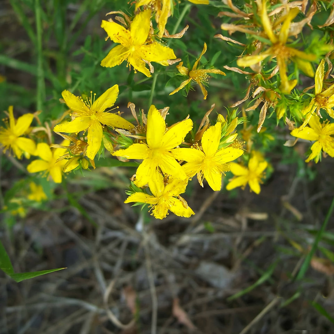 Mood Sticks™ – Nivora